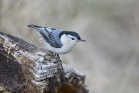 Backyard birds - commonly seen birds in Southern Ontario, les oiseaux