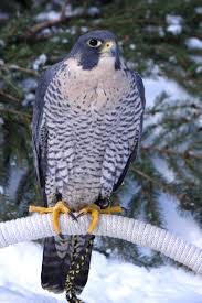 Peregrine Falcon at Dofasco